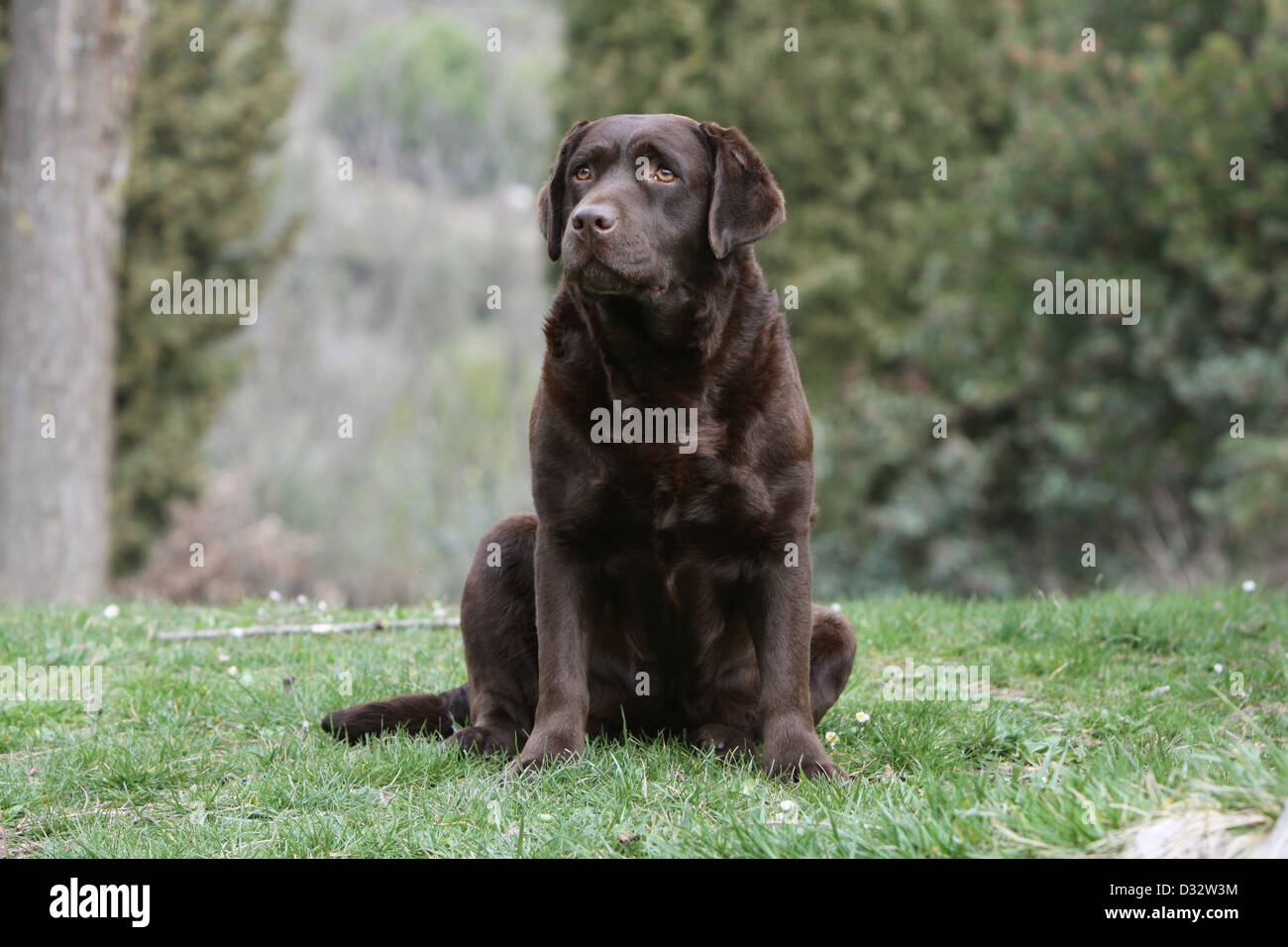 Adult Chocolate Labrador Retriever Sitting High Resolution Stock ...