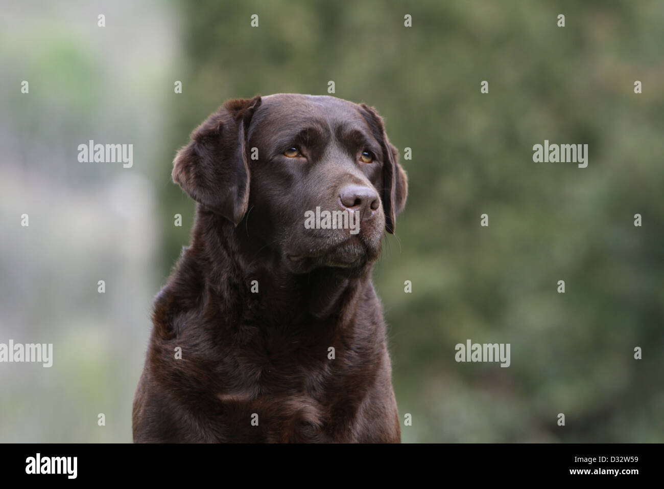 Dog Labrador Retriever adult (chocolate) portrait Stock Photo - Alamy