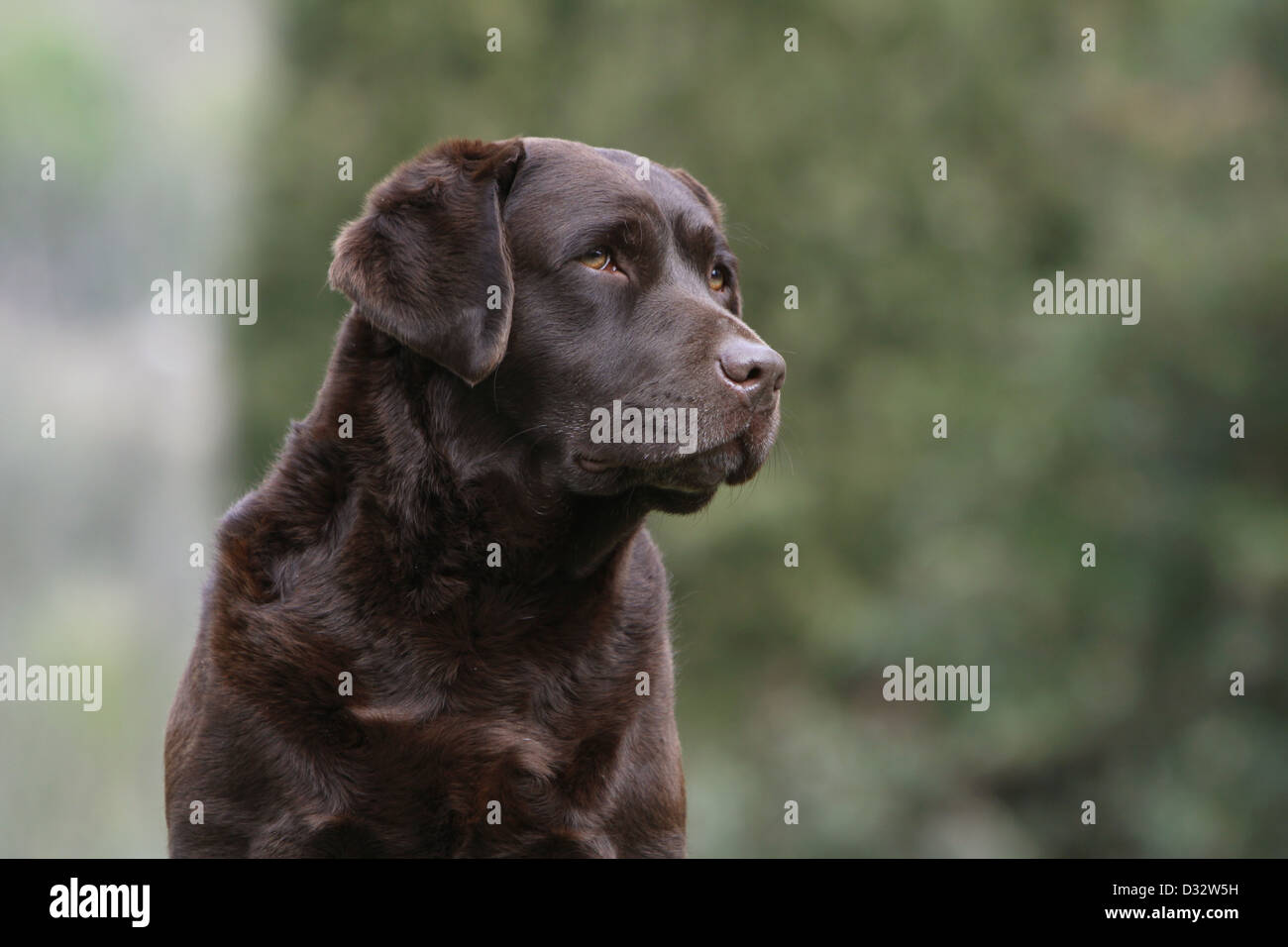 Dog Labrador Retriever adult (chocolate) portrait Stock Photo - Alamy