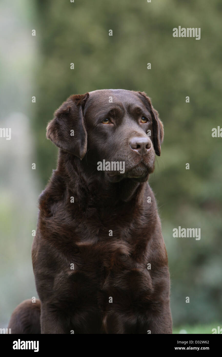 Dog Labrador Retriever adult (chocolate) portrait Stock Photo - Alamy