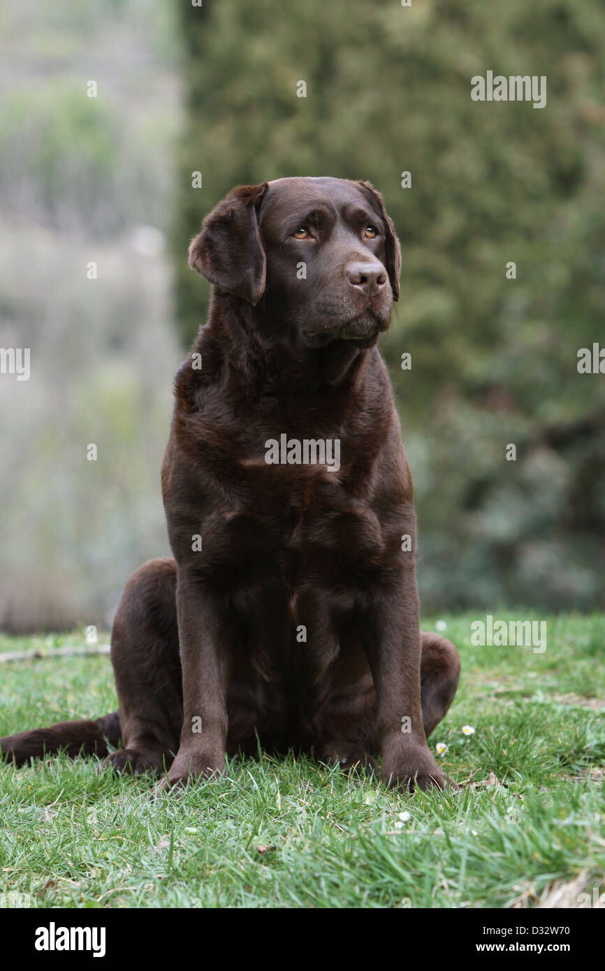 Adult chocolate labrador retriever sitting hi-res stock photography and ...