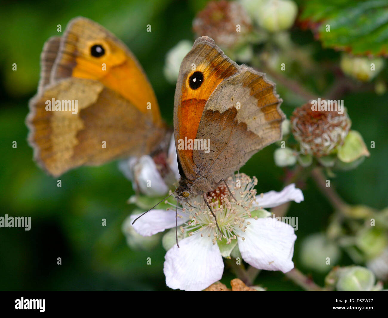 Gatekeeper butterflies hi-res stock photography and images - Alamy