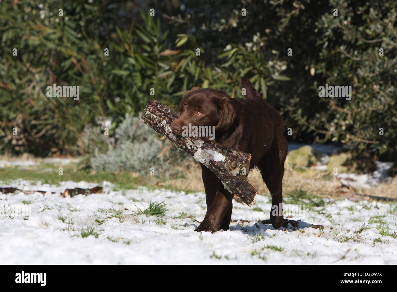 Chocolate Labrador Adult In Woods