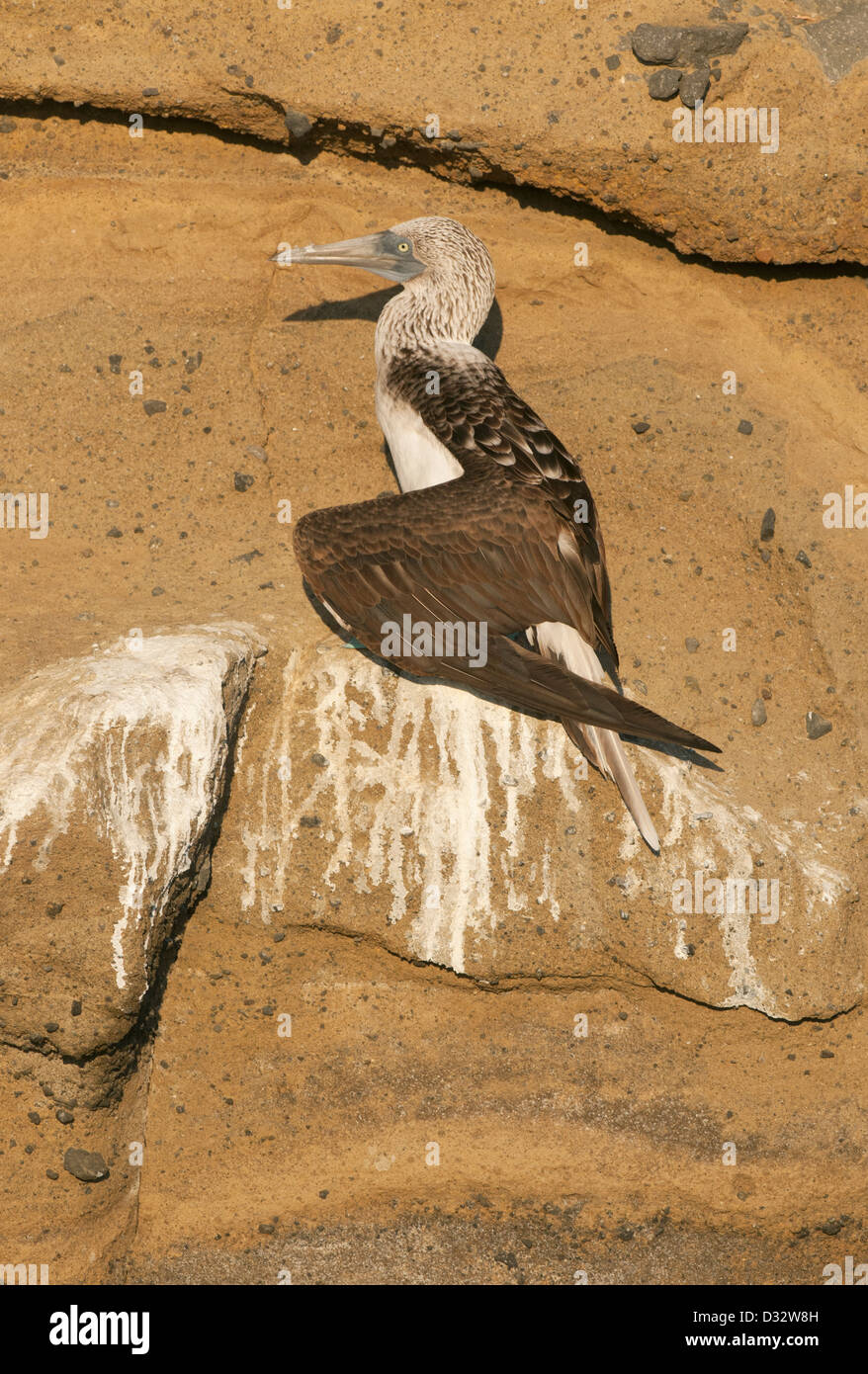 Birds ledge hi-res stock photography and images - Alamy