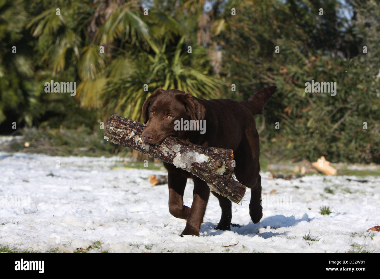Dog Labrador Retriever adult (chocolate) walking with a wood in his ...