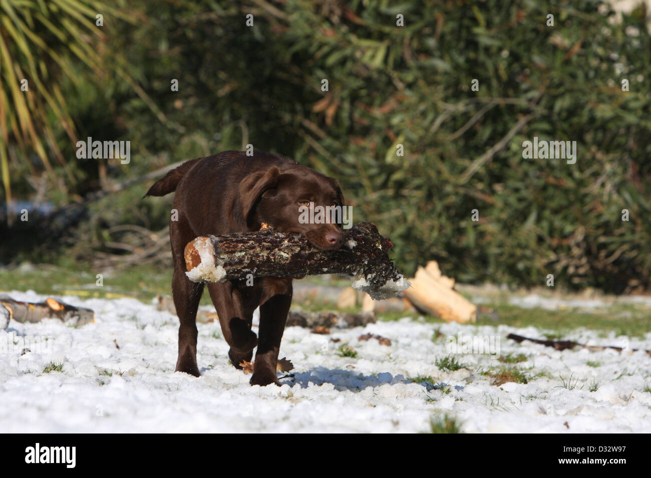 Dog Labrador Retriever adult (chocolate) walking with a wood in his ...