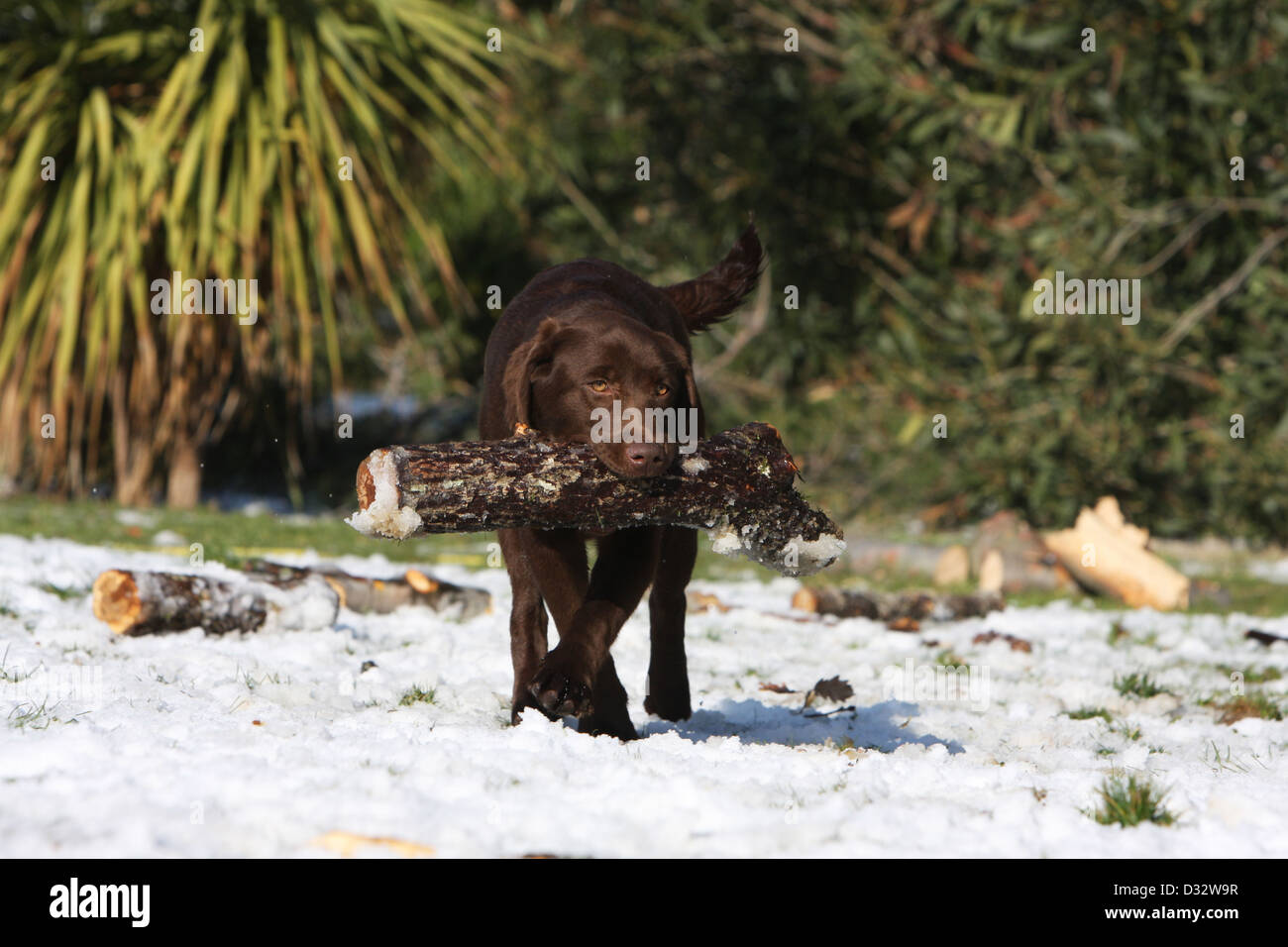 Dog Labrador Retriever adult (chocolate) walking with a wood in his ...