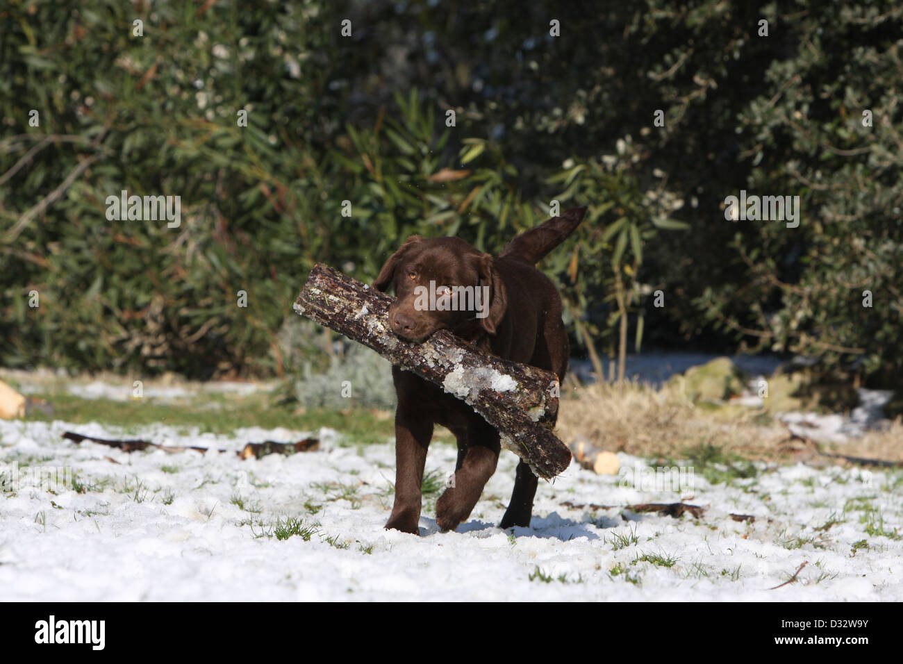 Dog Labrador Retriever adult (chocolate) walking with a wood in his ...