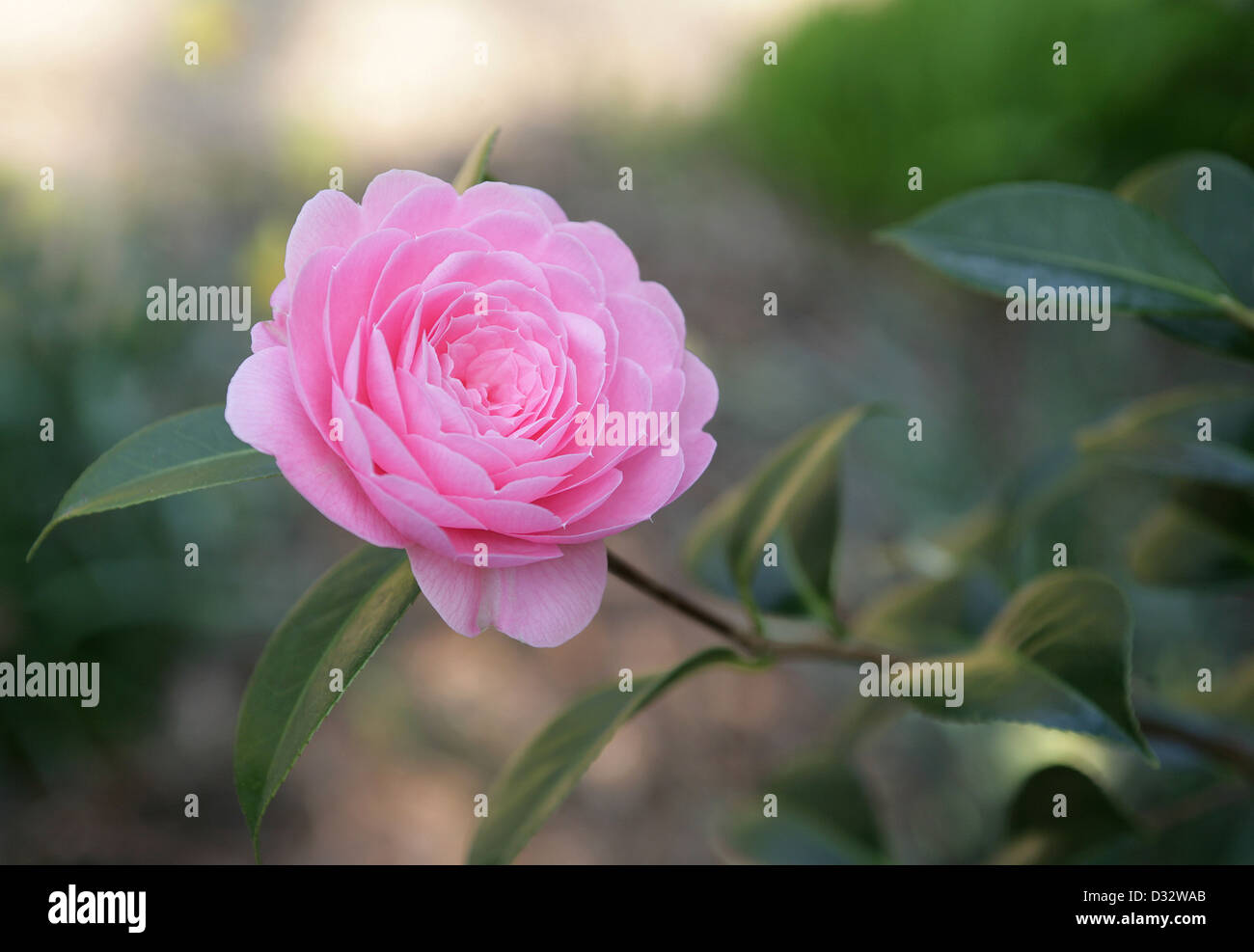 Pink camellia flower Stock Photo - Alamy