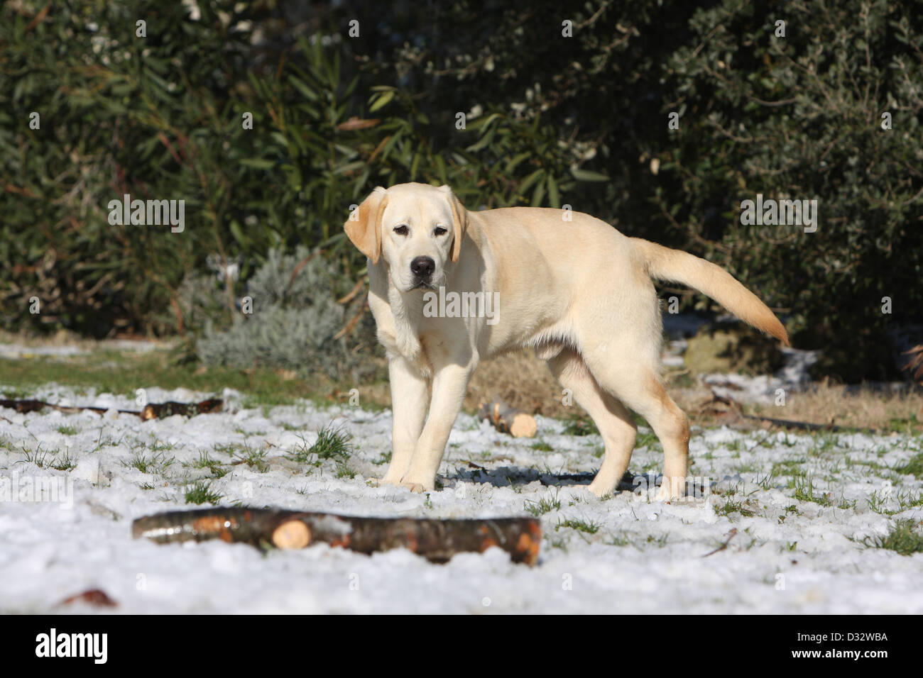 Yellow labrador hi-res stock photography and images - Alamy
