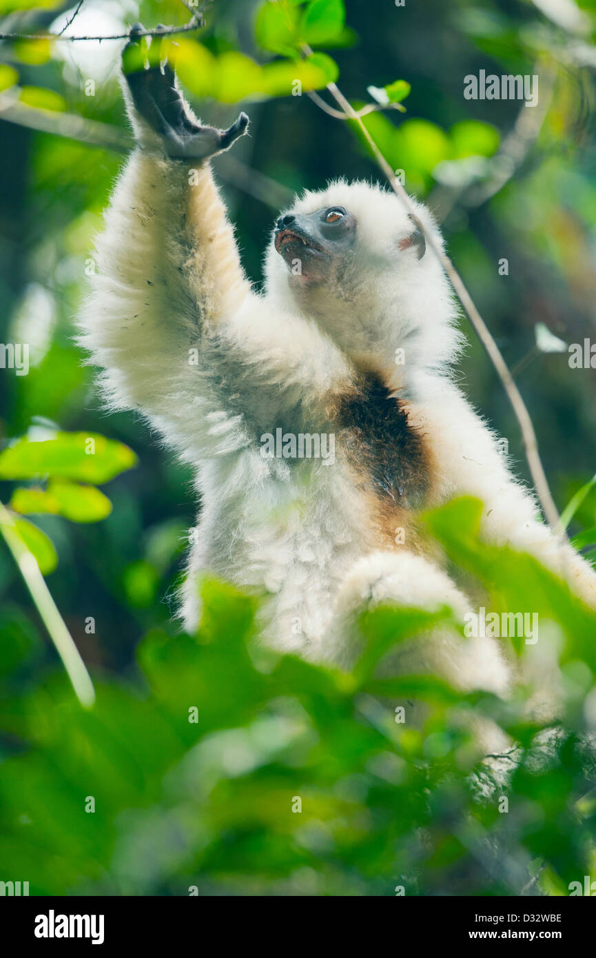 Silky Sifaka (Propithecus candidus) Endangered, Marojejy National Park ...