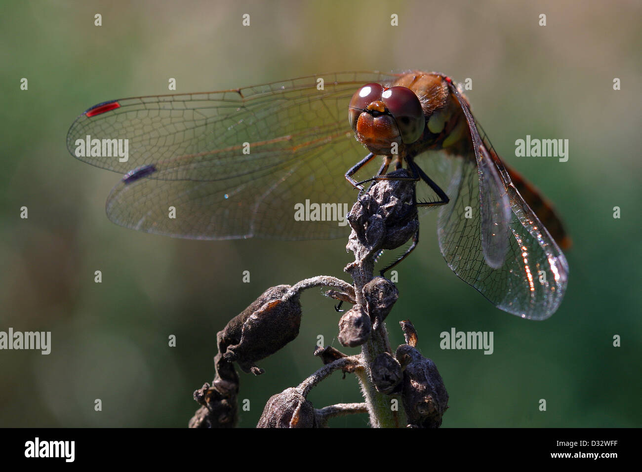 Dragon fly on plant Stock Photo - Alamy
