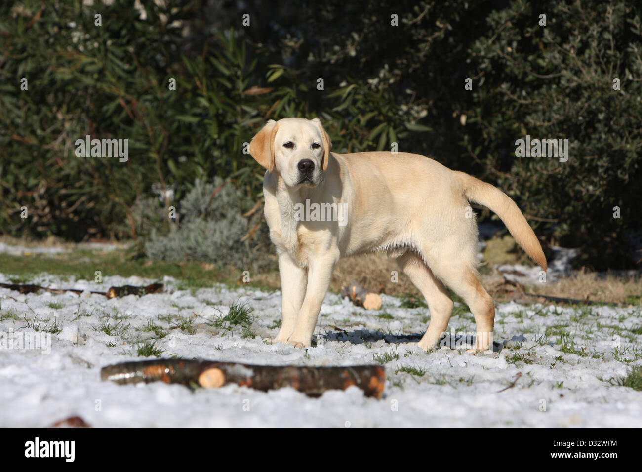 Yellow labra hi-res stock photography and images - Alamy