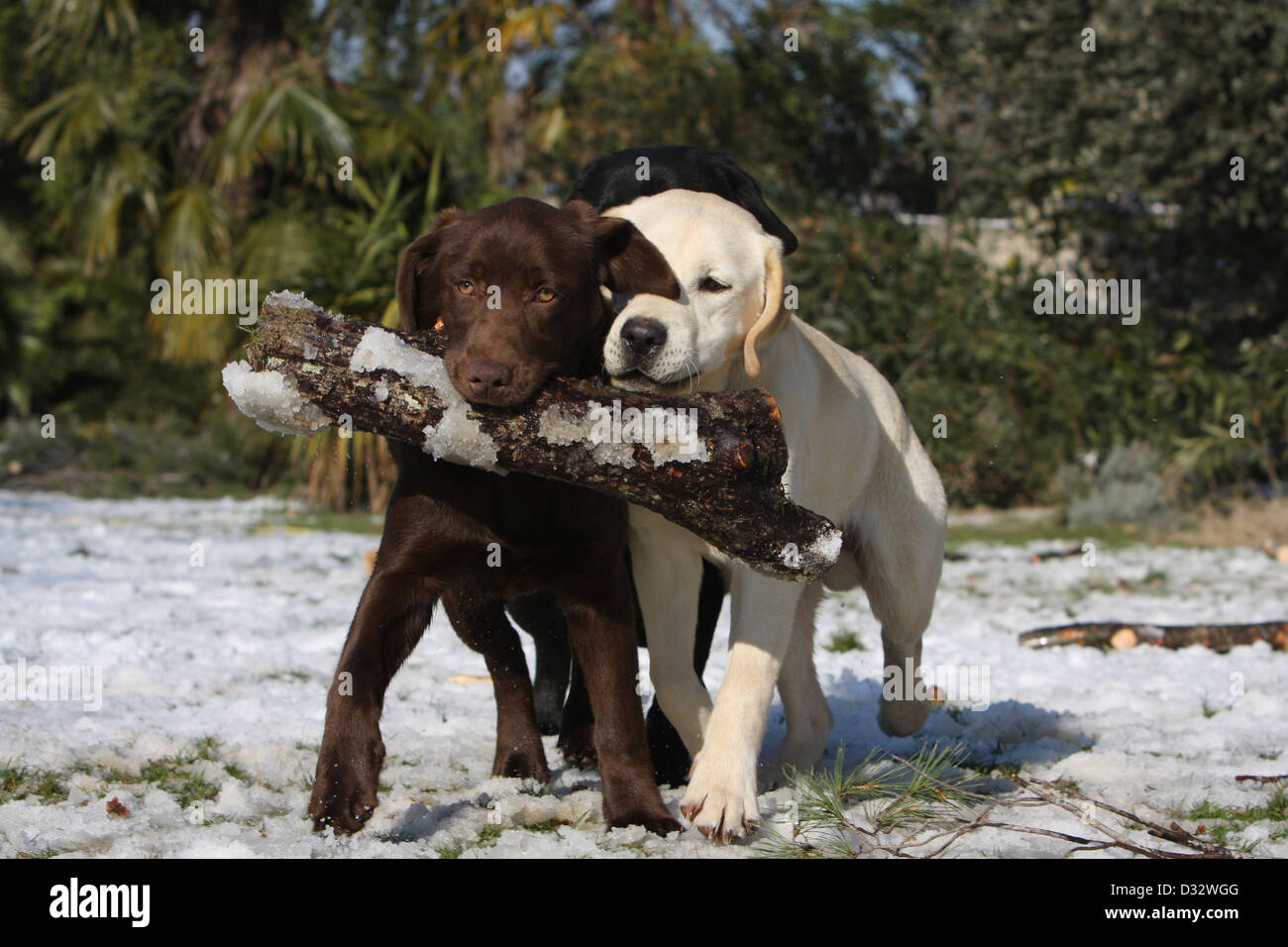 Dog Labrador Retriever two adults (chocolate and yellow) playing with a ...