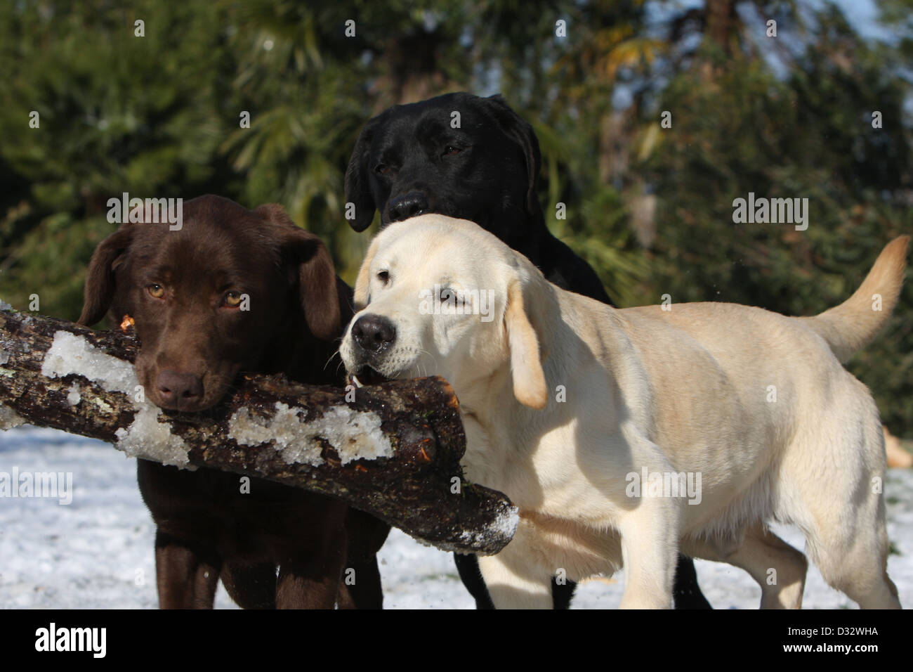 Black Yellow Chocolate Labs Stock Photos & Black Yellow Chocolate Labs ...