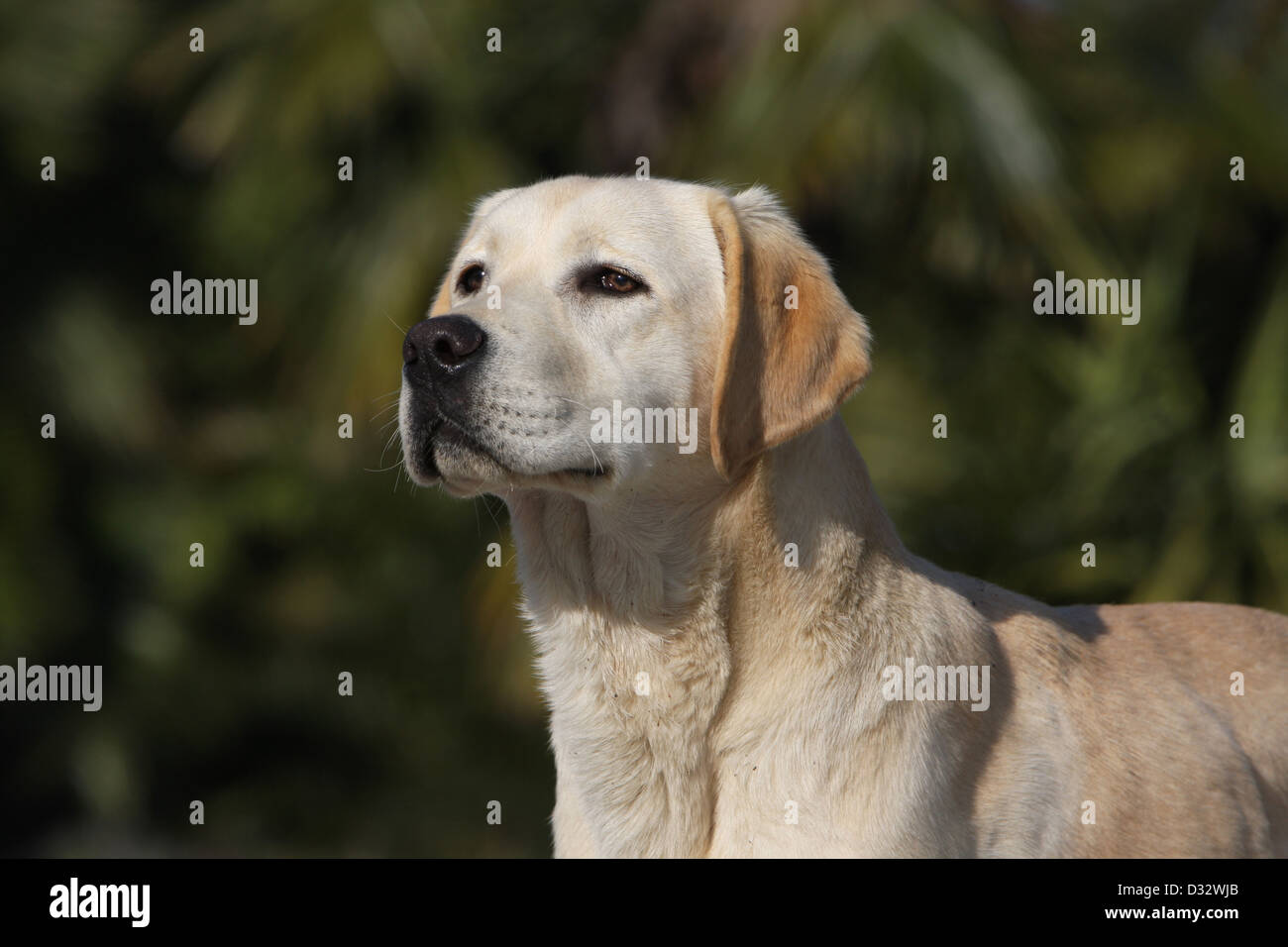 Dog Labrador Retriever adult (yellow) portrait profile Stock Photo - Alamy