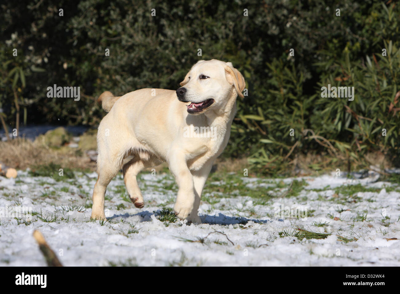 Dog Labrador Retriever adult (yellow) running in a garden Stock Photo ...