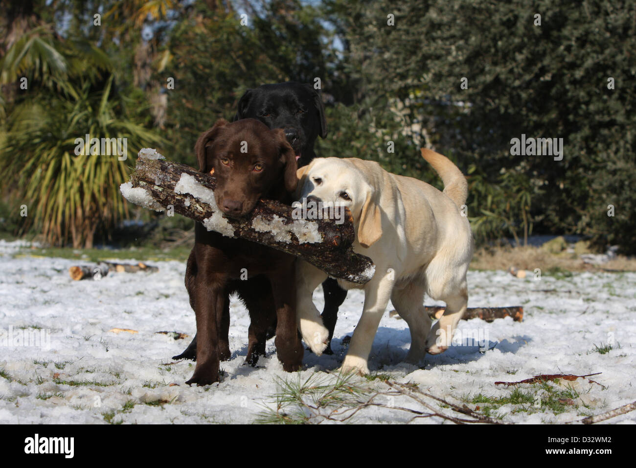 Dog Labrador Retriever three adults (black, chocolate and yellow ...