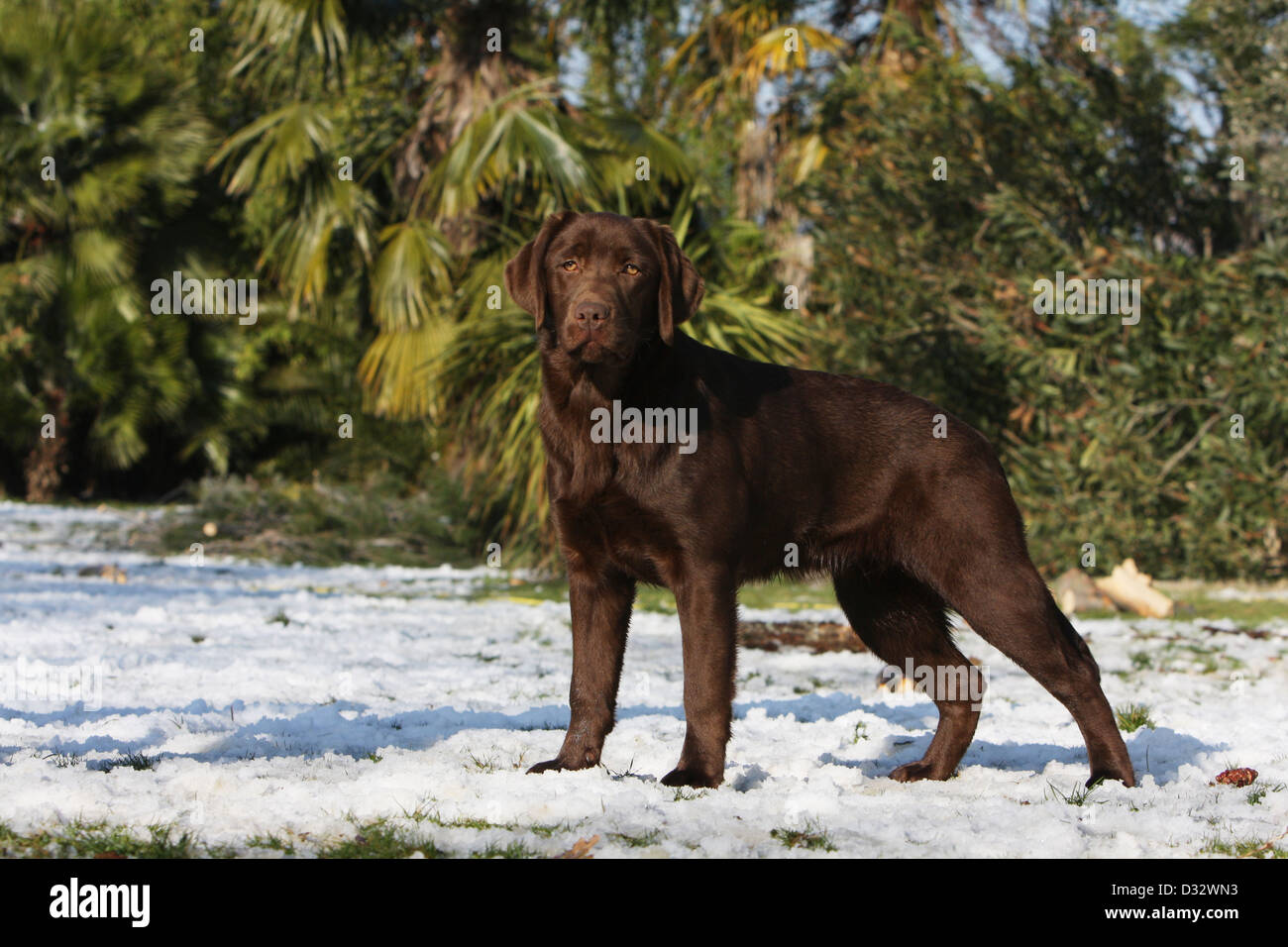 Chocolate Labrador Adult In Woods