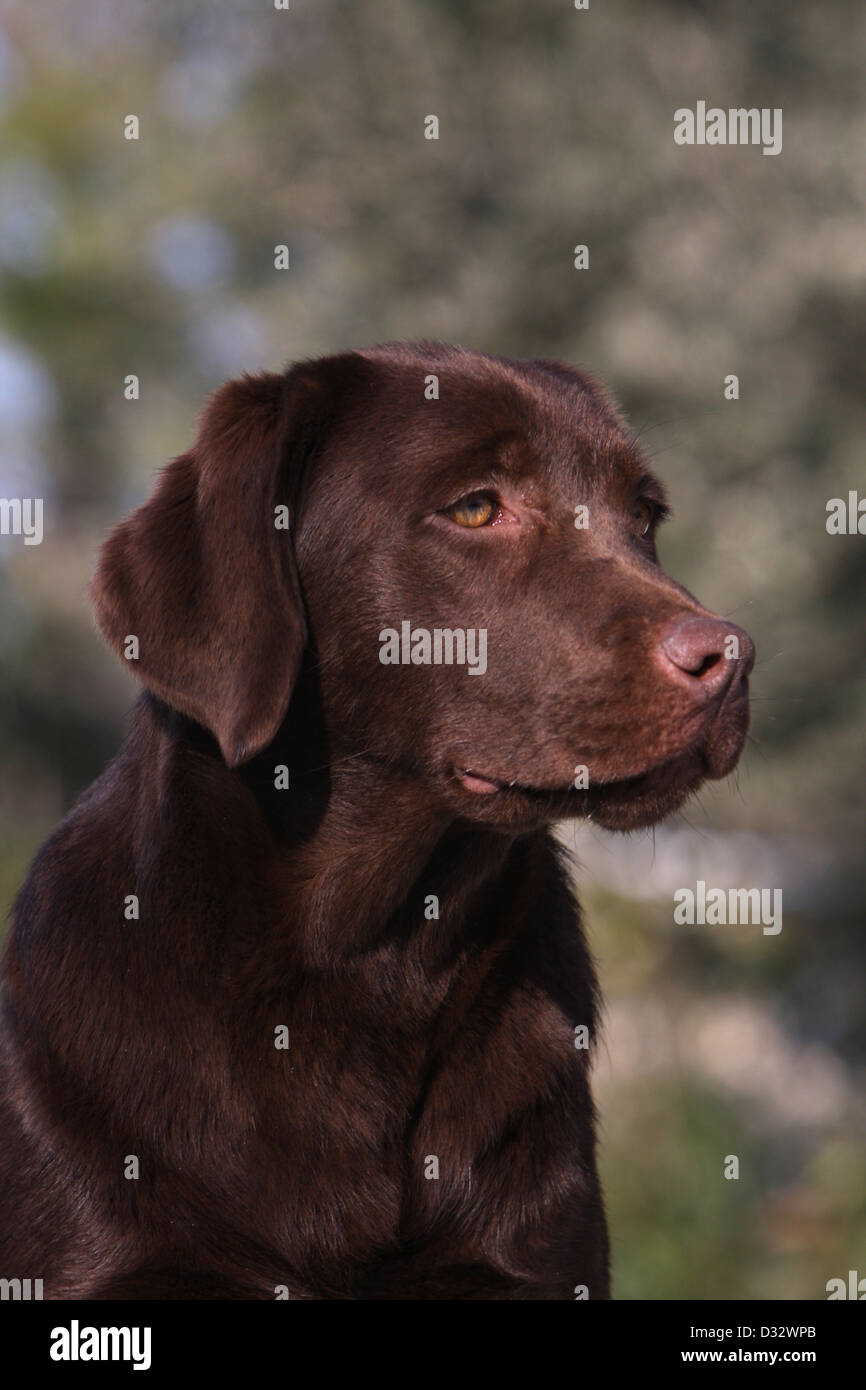 Dog Labrador Retriever adult (chocolate) portrait Stock Photo - Alamy