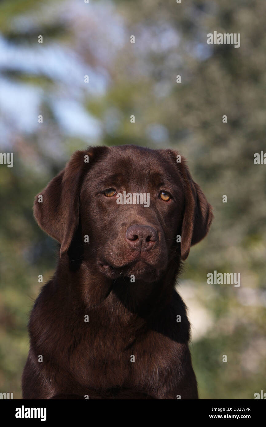 Dog Labrador Retriever adult (chocolate) portrait Stock Photo - Alamy