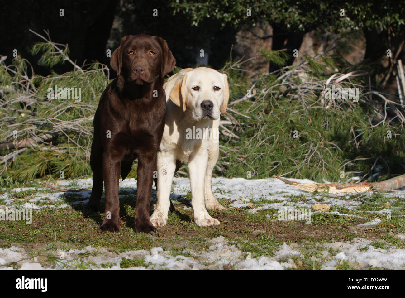 Chocolate labrador retriever duo hi-res stock photography and images ...