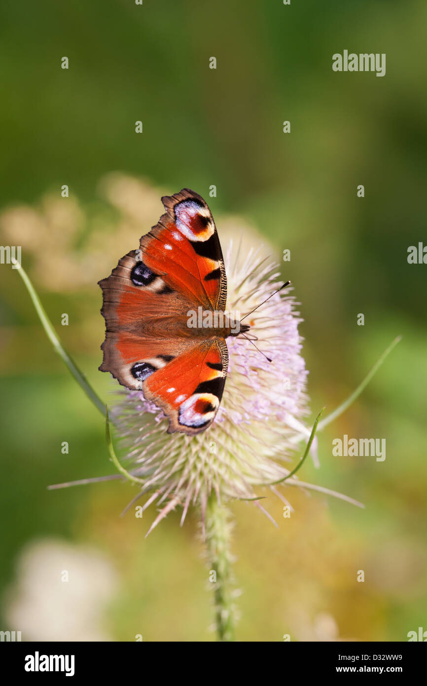 Peacock Inachis io adult butterfly feeding on Devil'sbit Scabious ...