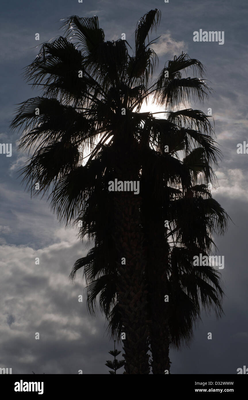Dark palm tree hi-res stock photography and images - Alamy