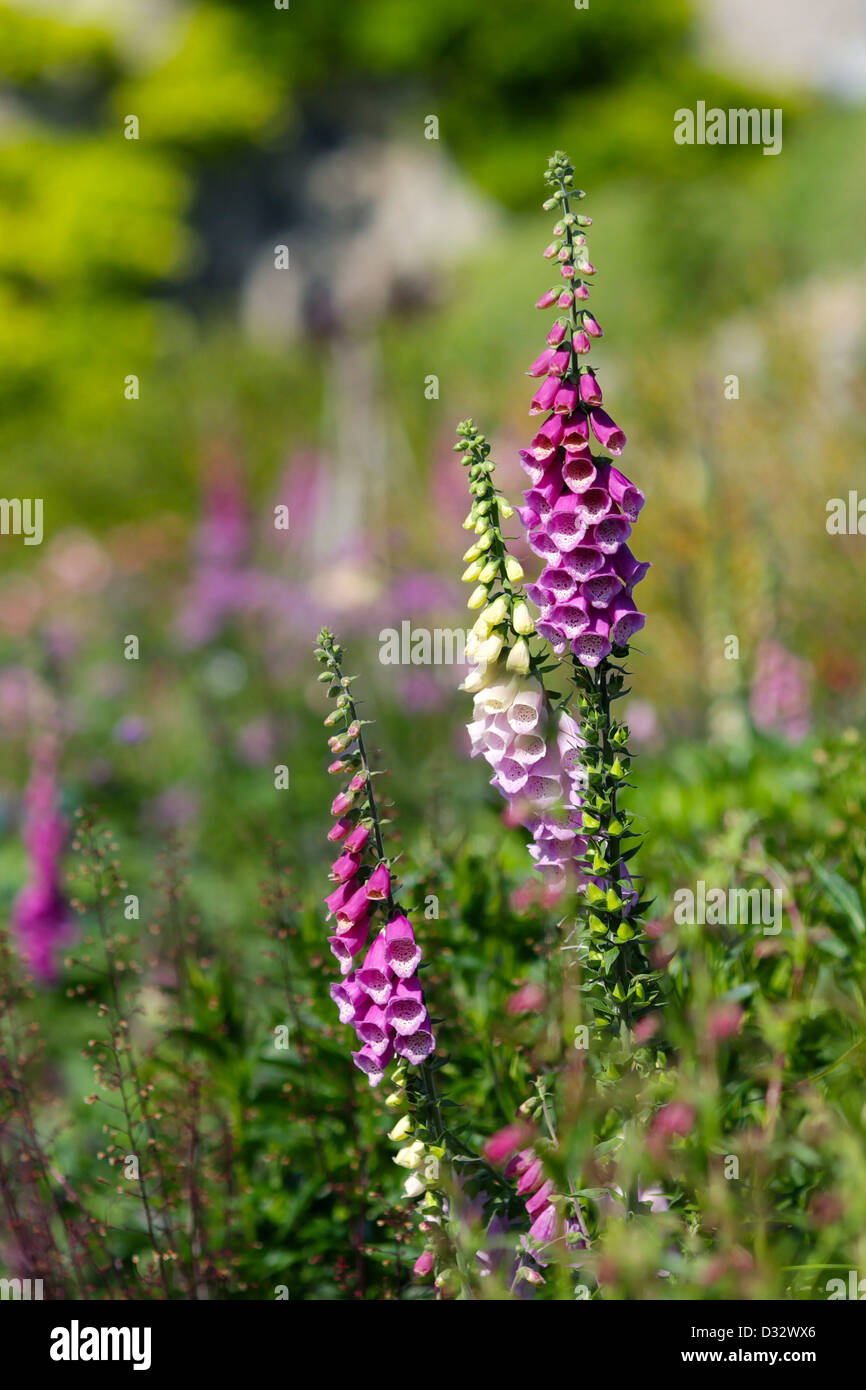Foxgloves in garden Stock Photo - Alamy