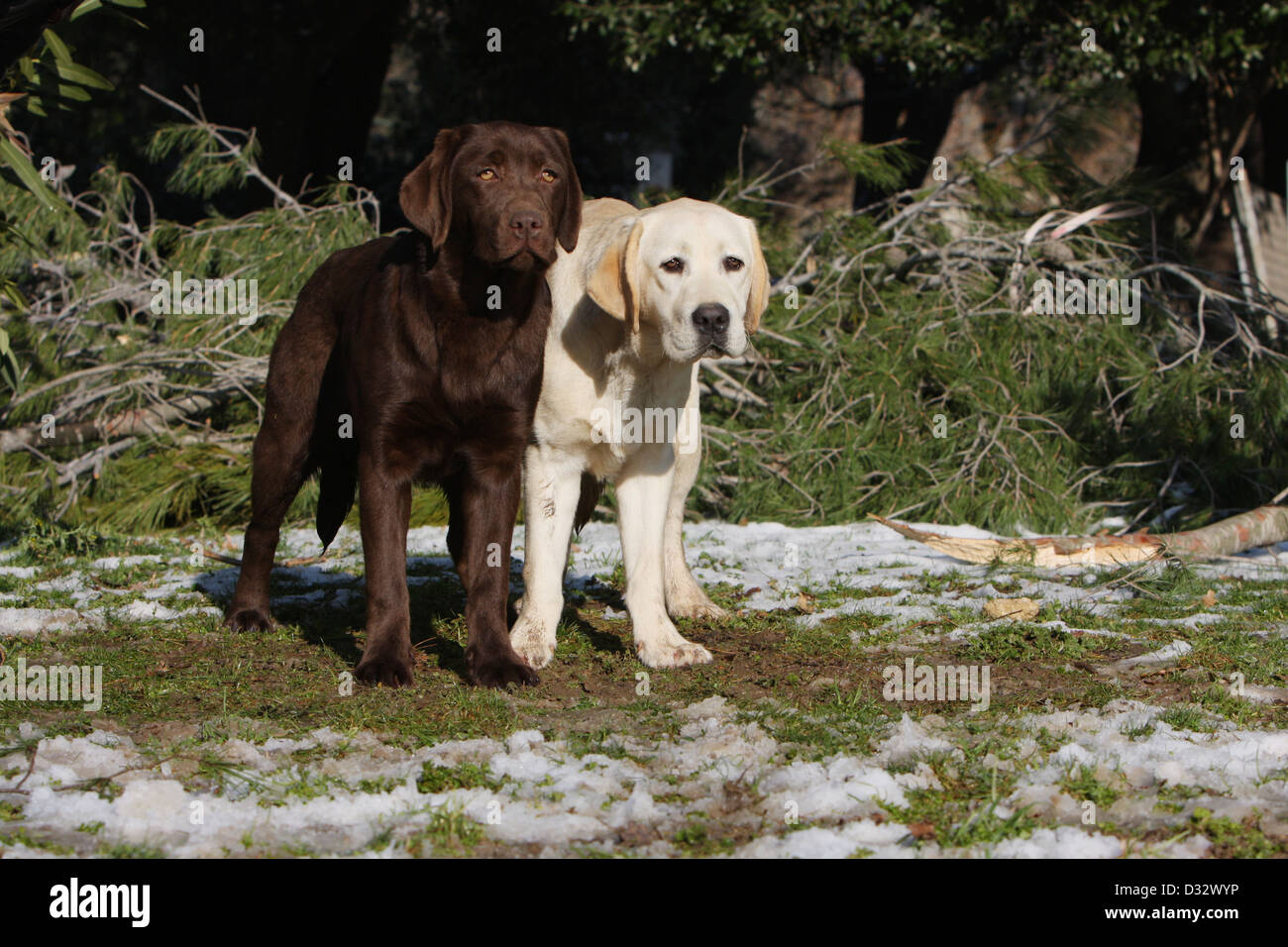 Two yellow labradors in garden hi-res stock photography and images - Alamy