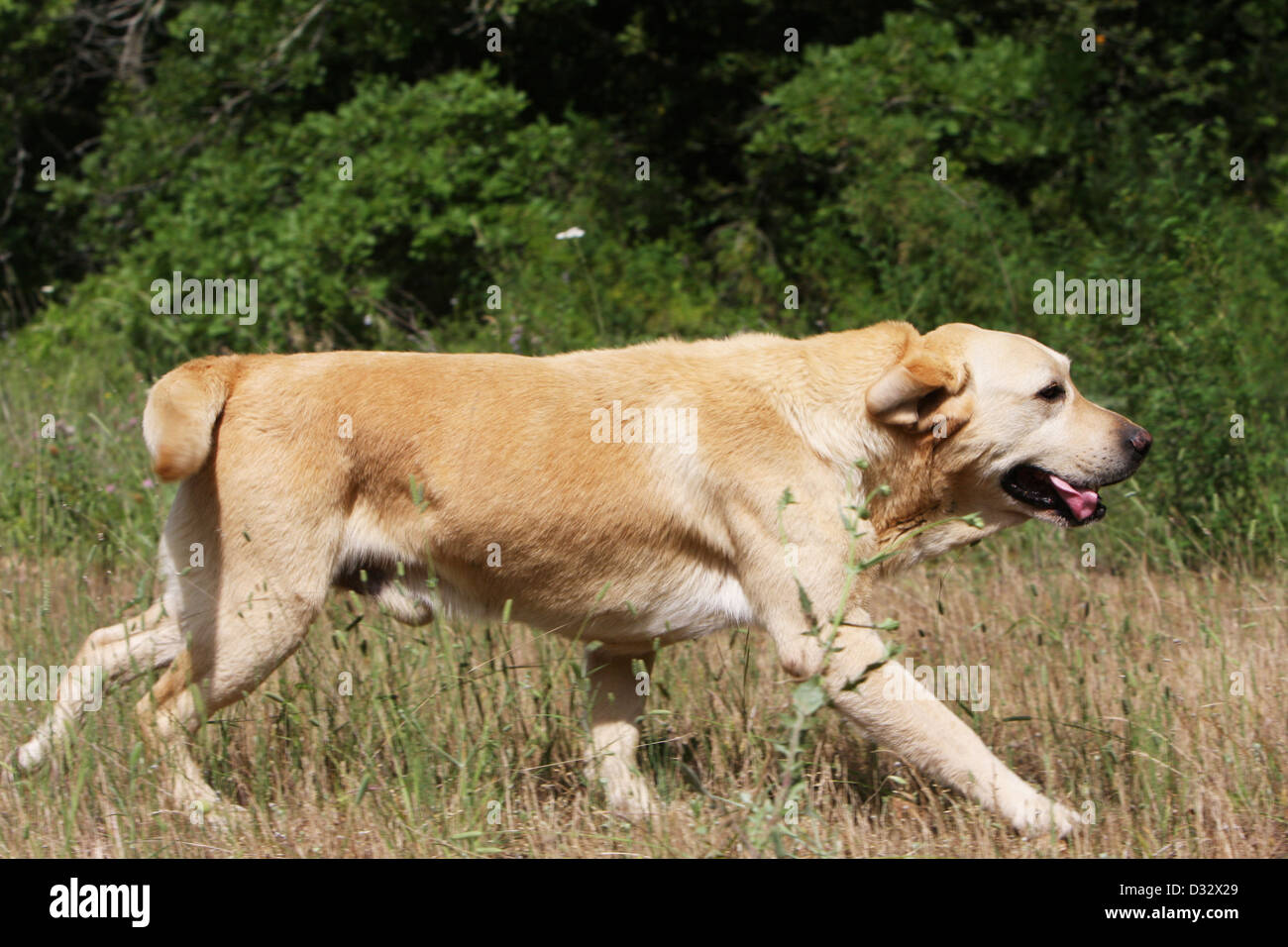 Dog Labrador Retriever adult (yellow) walking in a meadow Stock Photo ...