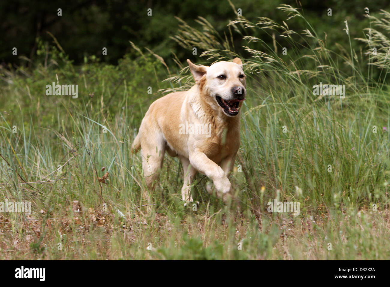 Dog Labrador Retriever adult (yellow) running in a meadow Stock Photo ...