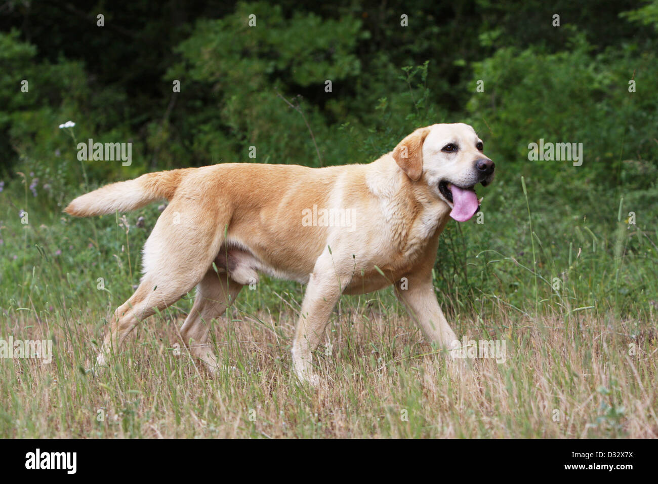 Dog Labrador Retriever adult (yellow) walking in a meadow Stock Photo ...