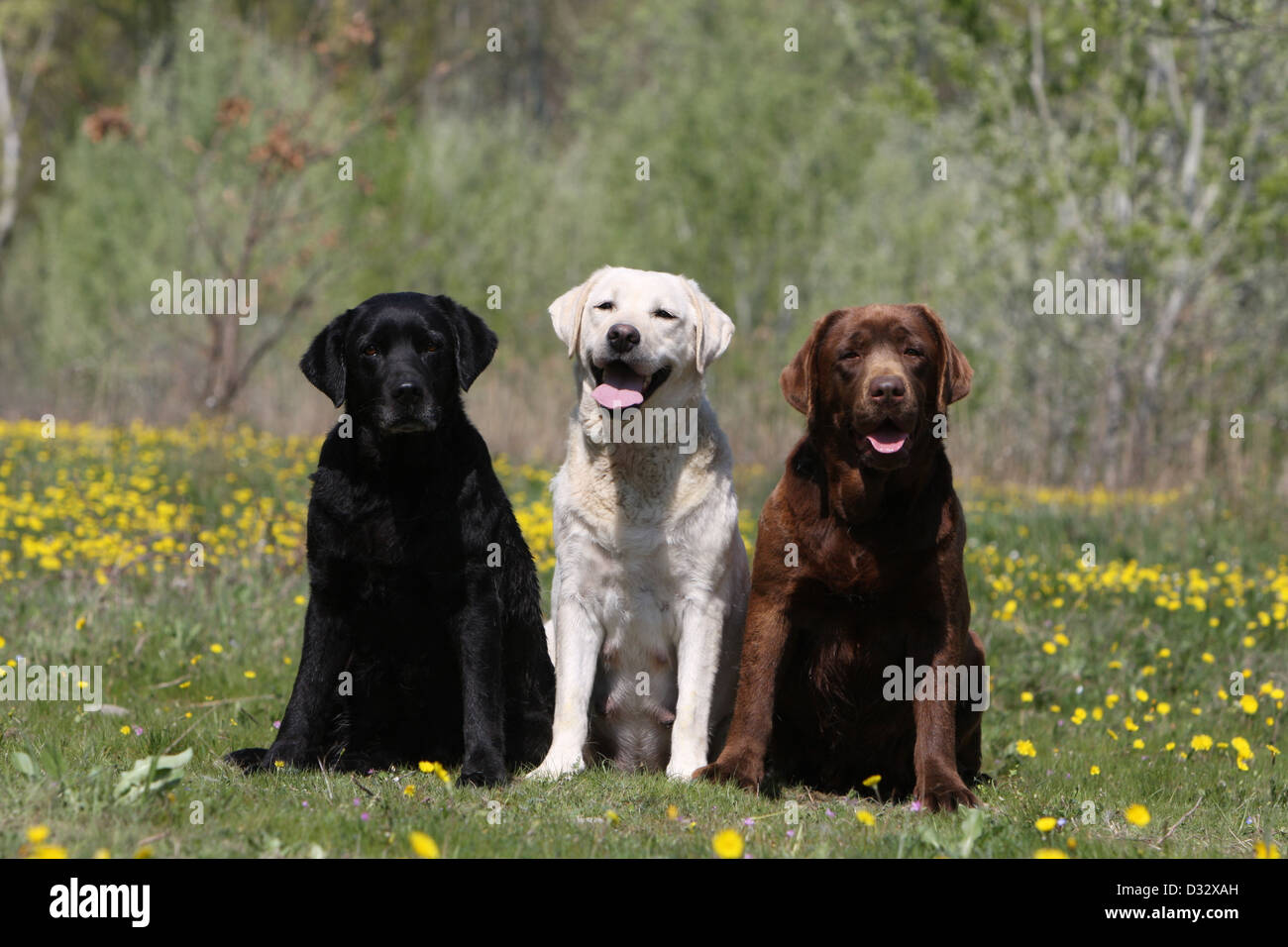 Dog Labrador Retriever three adults different colors (black, yellow and ...