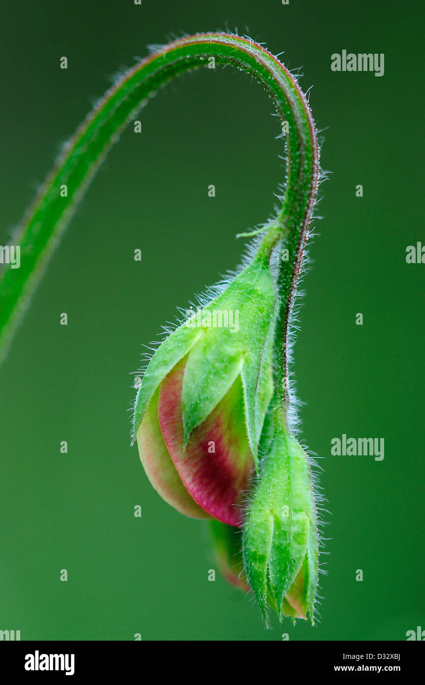 Sweet pea bud flower hi-res stock photography and images - Alamy