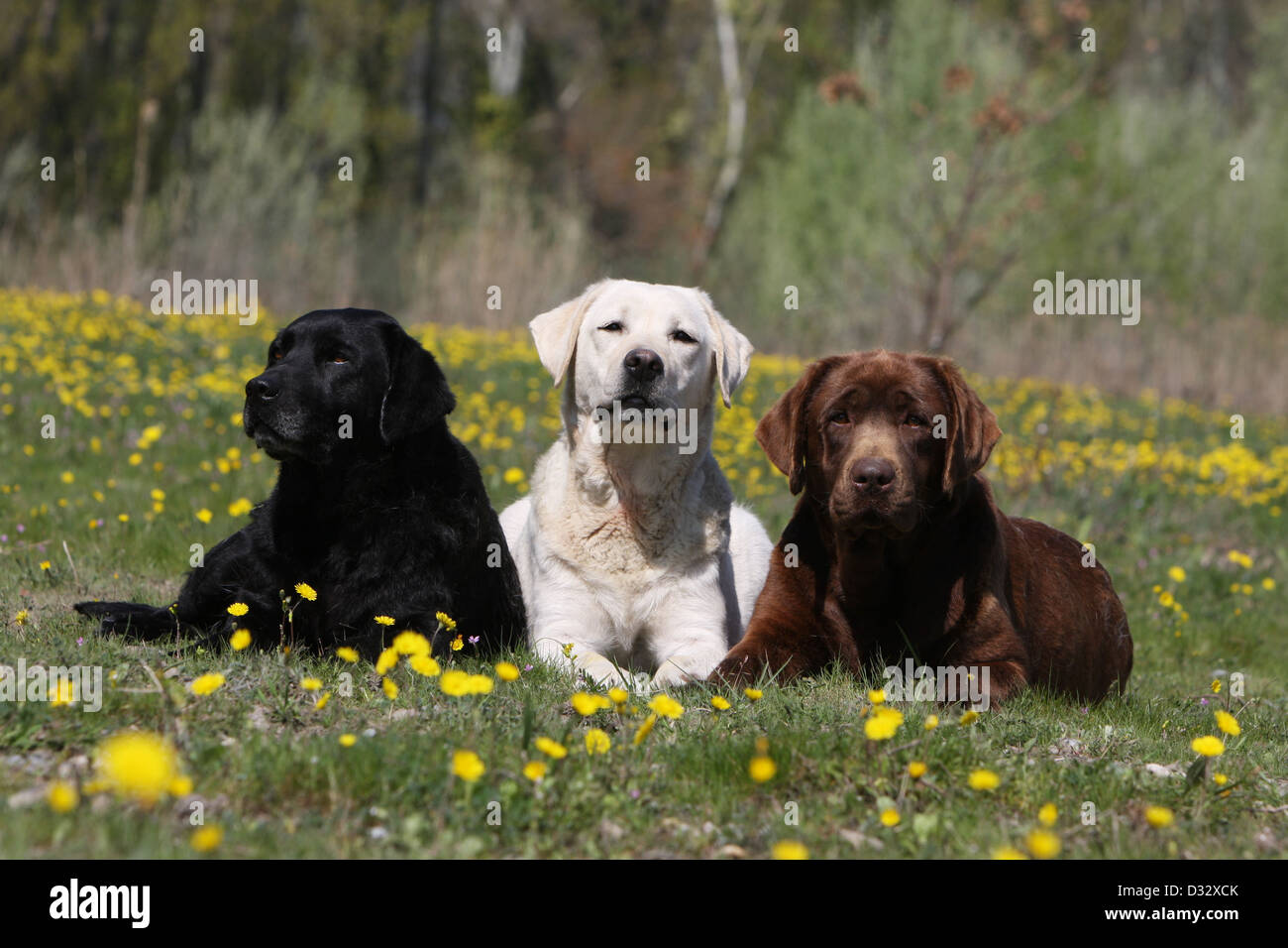 Black Yellow Chocolate Labs Stock Photos & Black Yellow Chocolate Labs ...