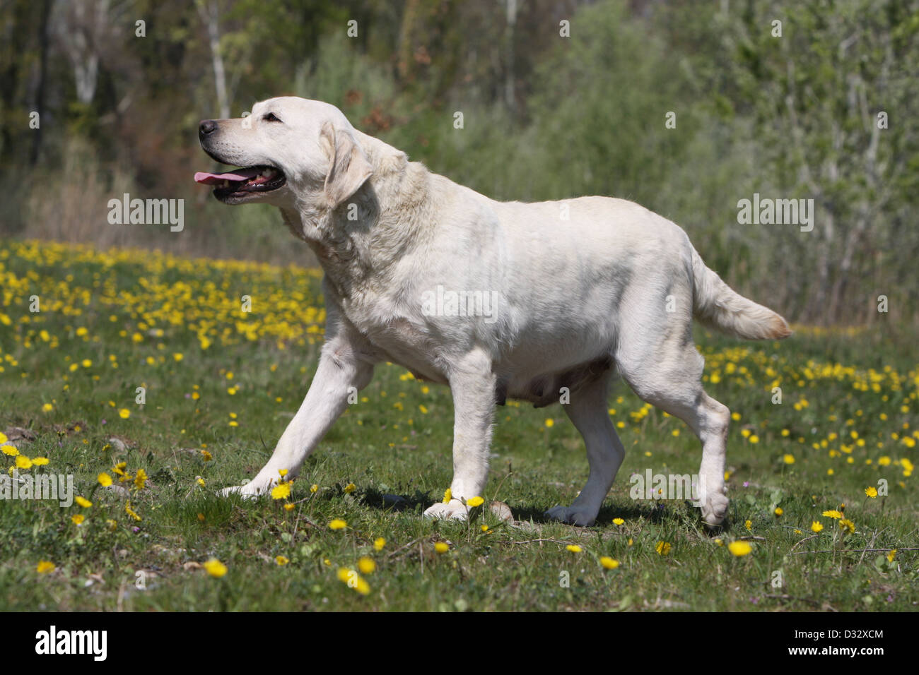 Dog Labrador Retriever adult (yellow) walking in a meadow Stock Photo ...