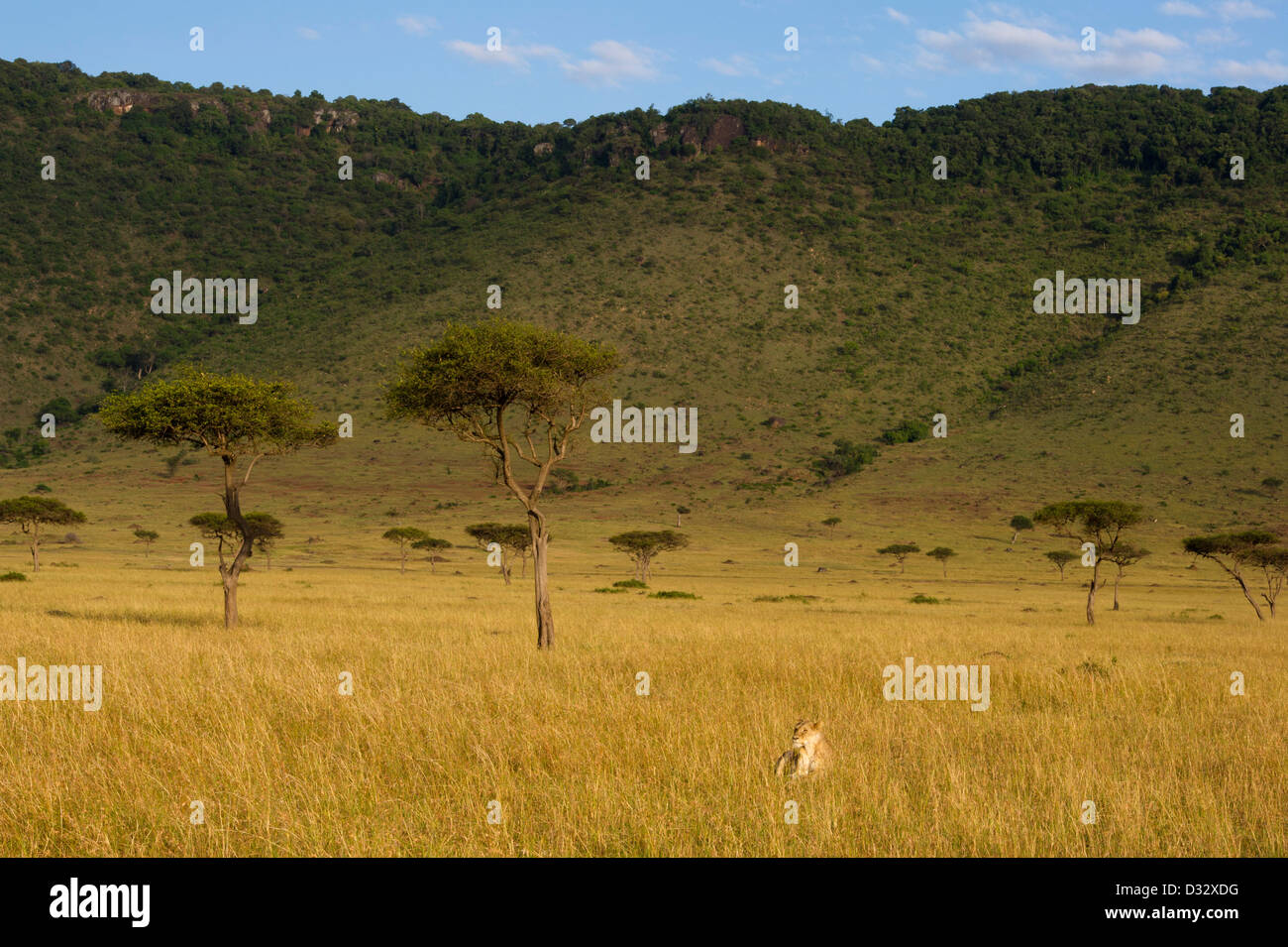Lion (Panthero leo) in front of the Oloololo escarpment, Maasai Mara ...