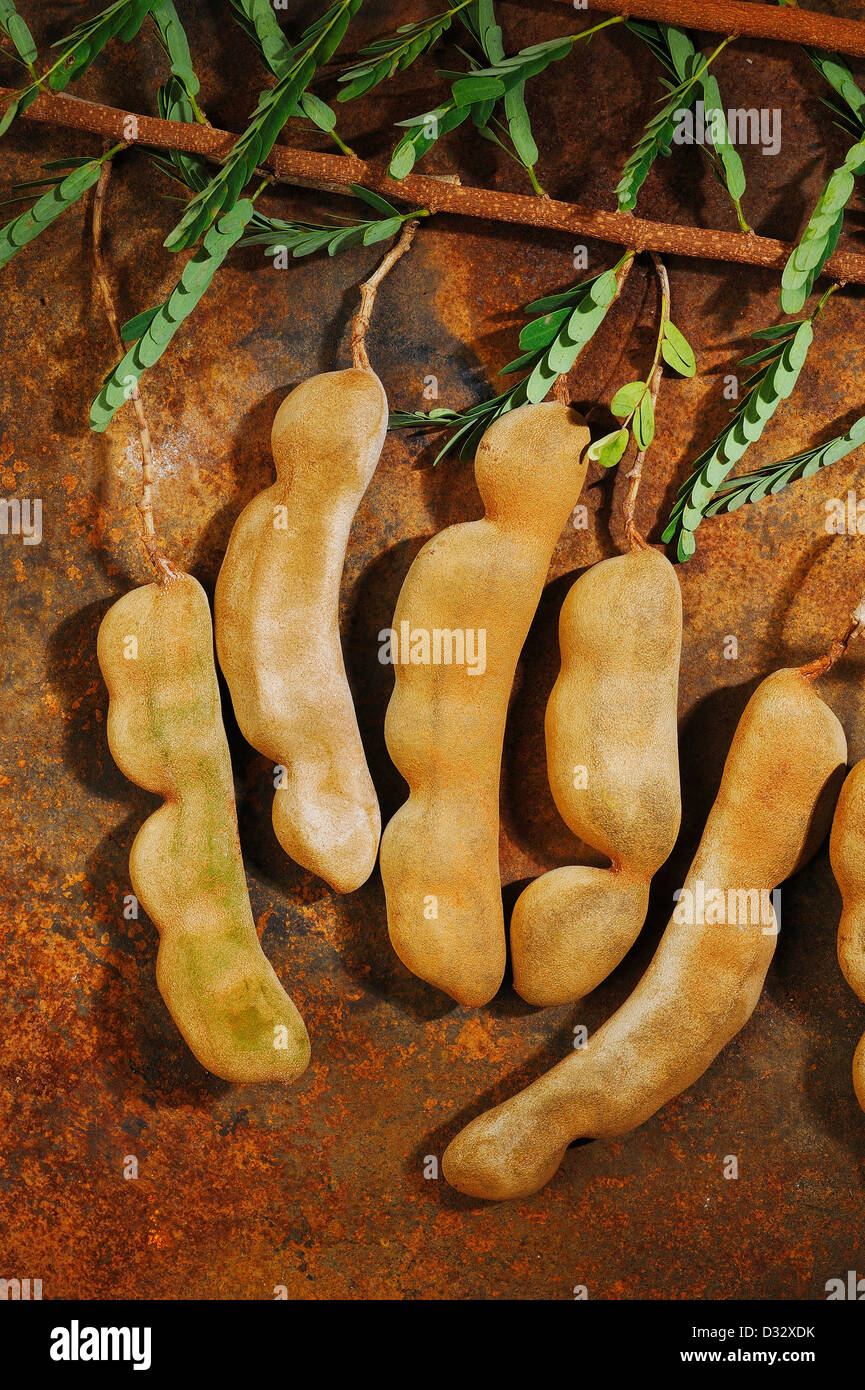 raw tamarind with leaf Stock Photo - Alamy