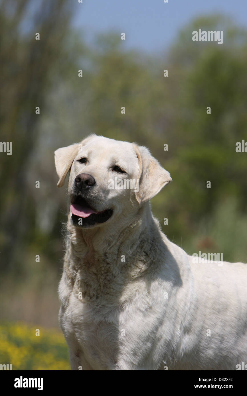 Dog Labrador Retriever adult (yellow) portrait Stock Photo - Alamy