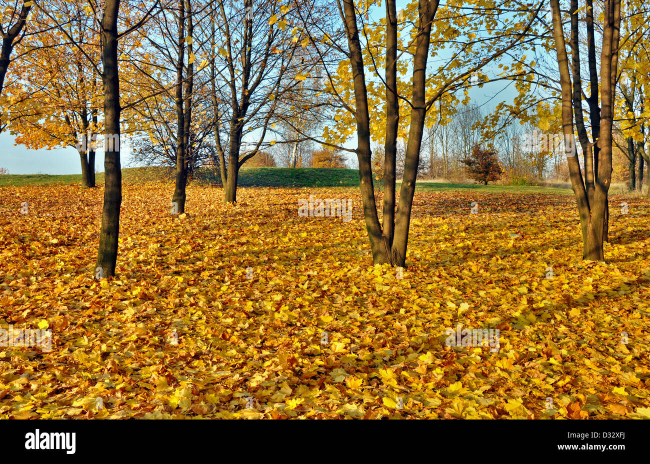 Autumn scene at sunset. Tress with yellow leaves in a small wood on the ...