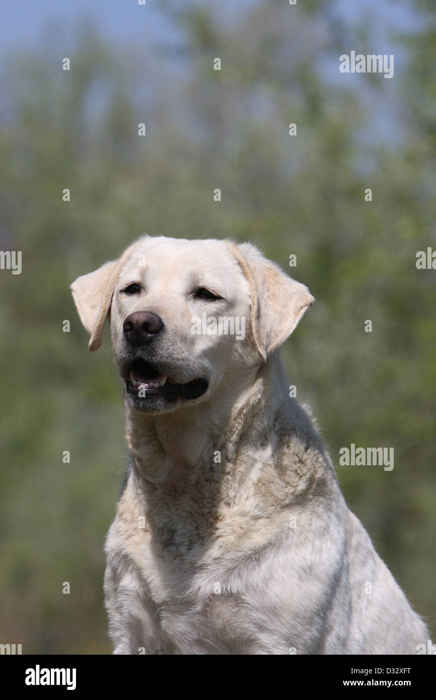 Dog Labrador Retriever adult (yellow) portrait Stock Photo - Alamy