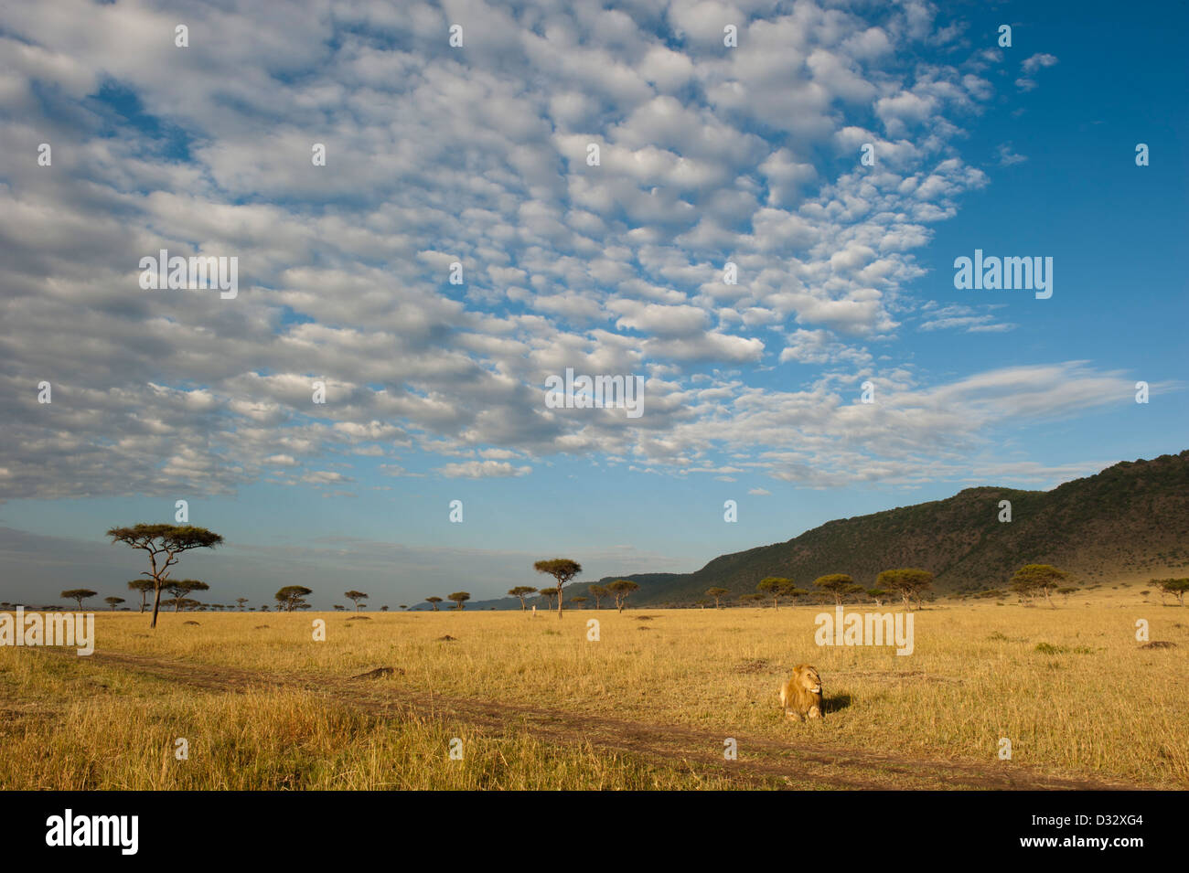 Lion (Panthero leo) in front of the Oloololo escarpment, Maasai Mara ...