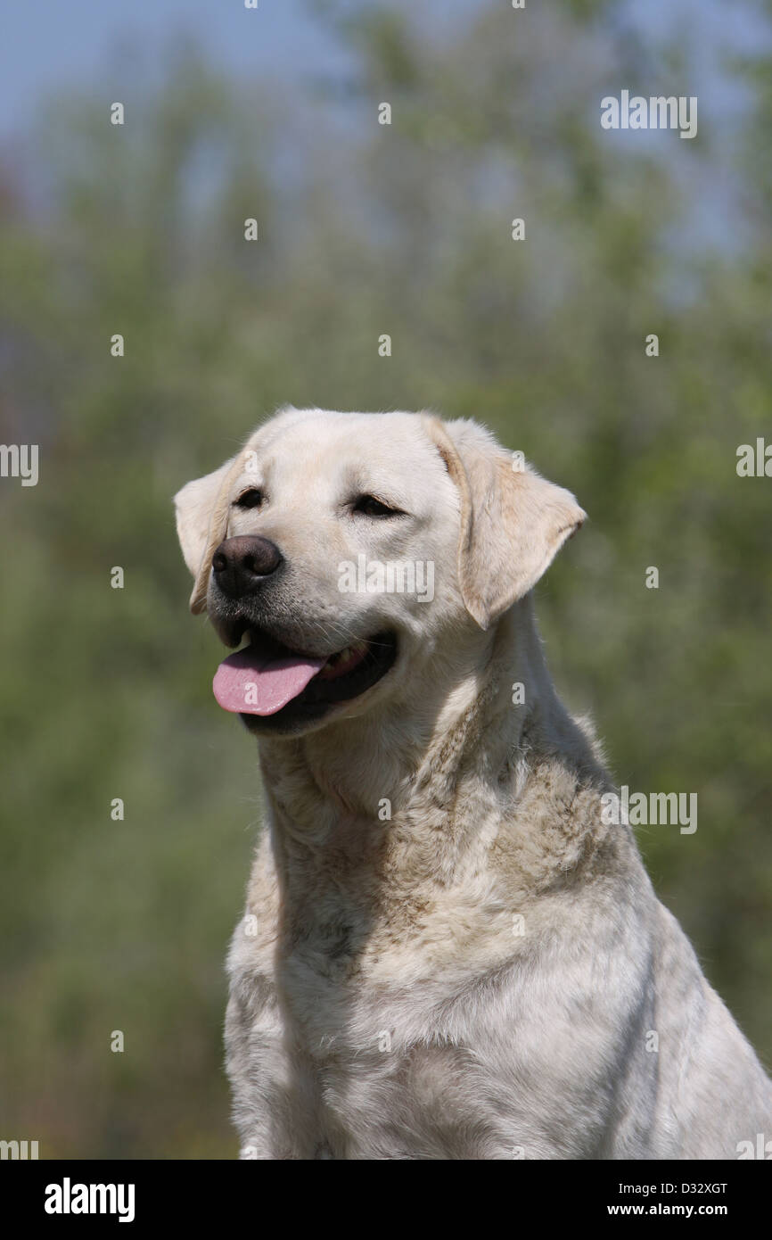 Dog Labrador Retriever adult (yellow) portrait profile Stock Photo - Alamy
