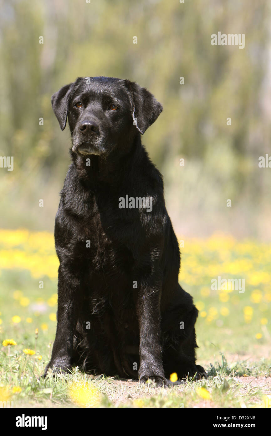 Dog Labrador Retriever adult (black) sitting in a meadow Stock Photo ...