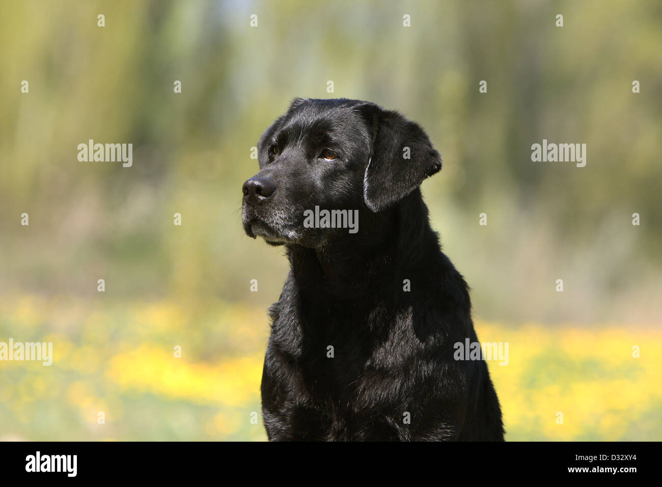 Dog Labrador Retriever adult (black) portrait profile Stock Photo - Alamy