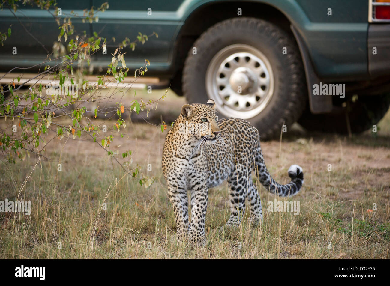 Safari vehicle with Leopard (Panthera pardus), Maasai Mara National ...