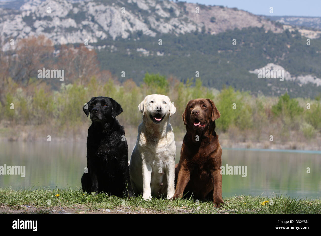 Labrador retriever three colors hi-res stock photography and images - Alamy