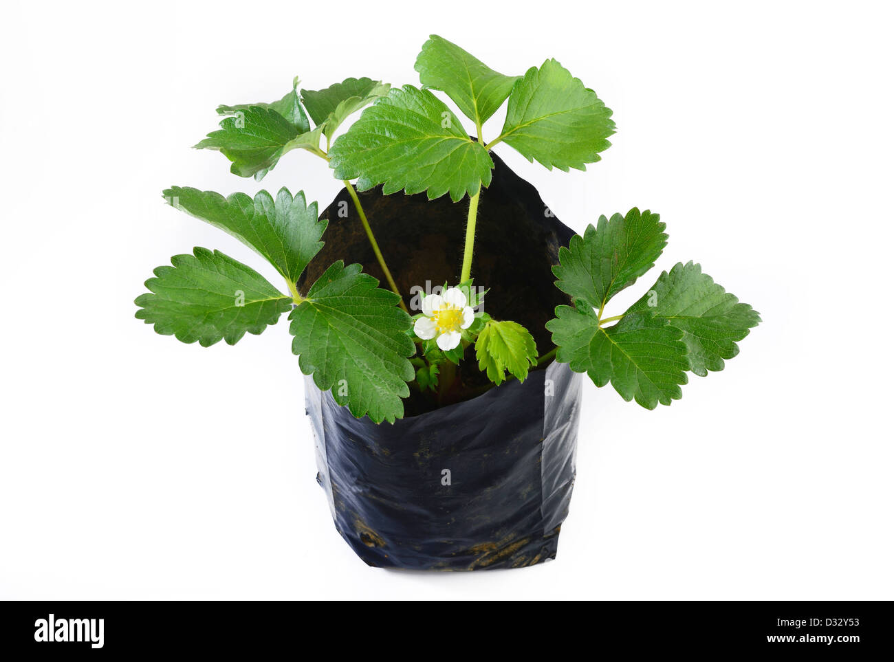 strawberry plant with flowers on white background Stock Photo - Alamy
