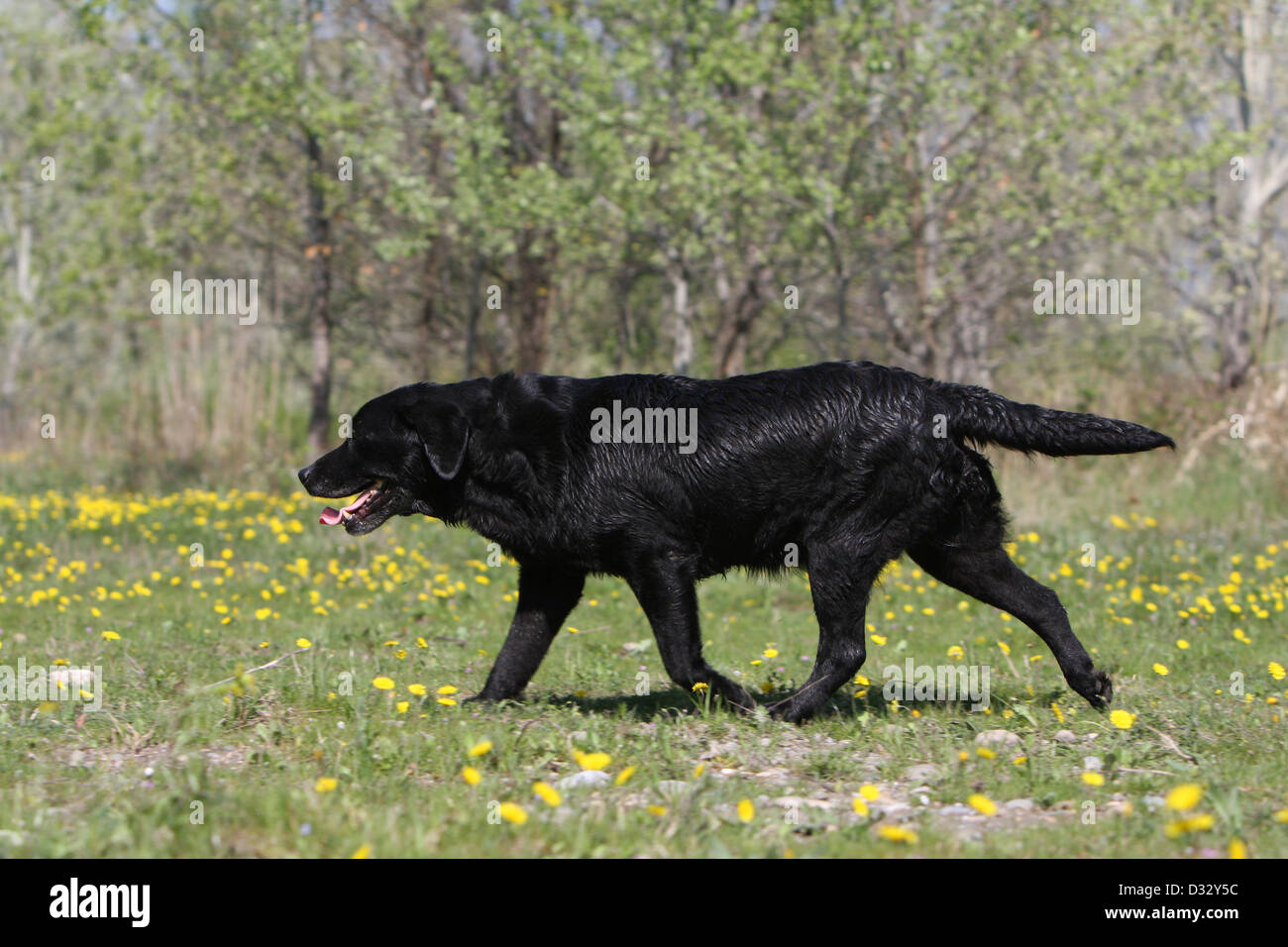 Black labrador dog walking in hi-res stock photography and images - Alamy